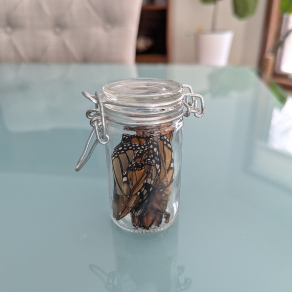 Accents | Monarch Butterfly Oddity Glass Jar With Preserved Butterflies ...